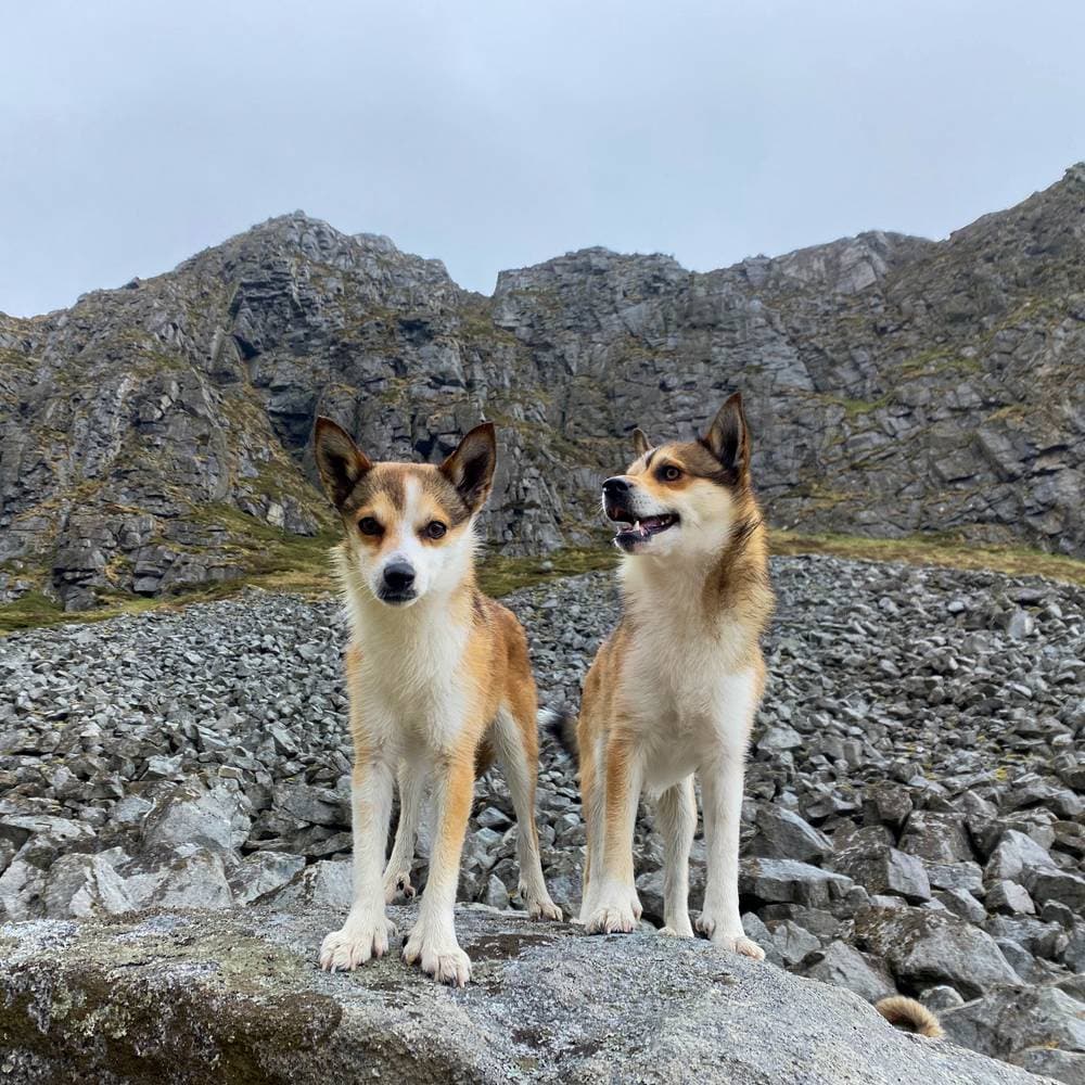 Lundehund er en av verdens mest sjeldne hunderaser – gammel sæd gir liv ...