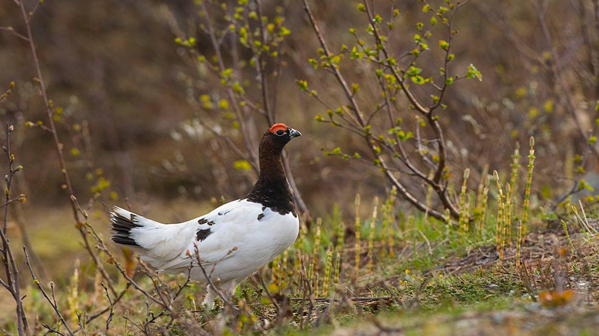 Unik forskning om hvordan jakt påvirker rype – NRK Troms og Finnmark