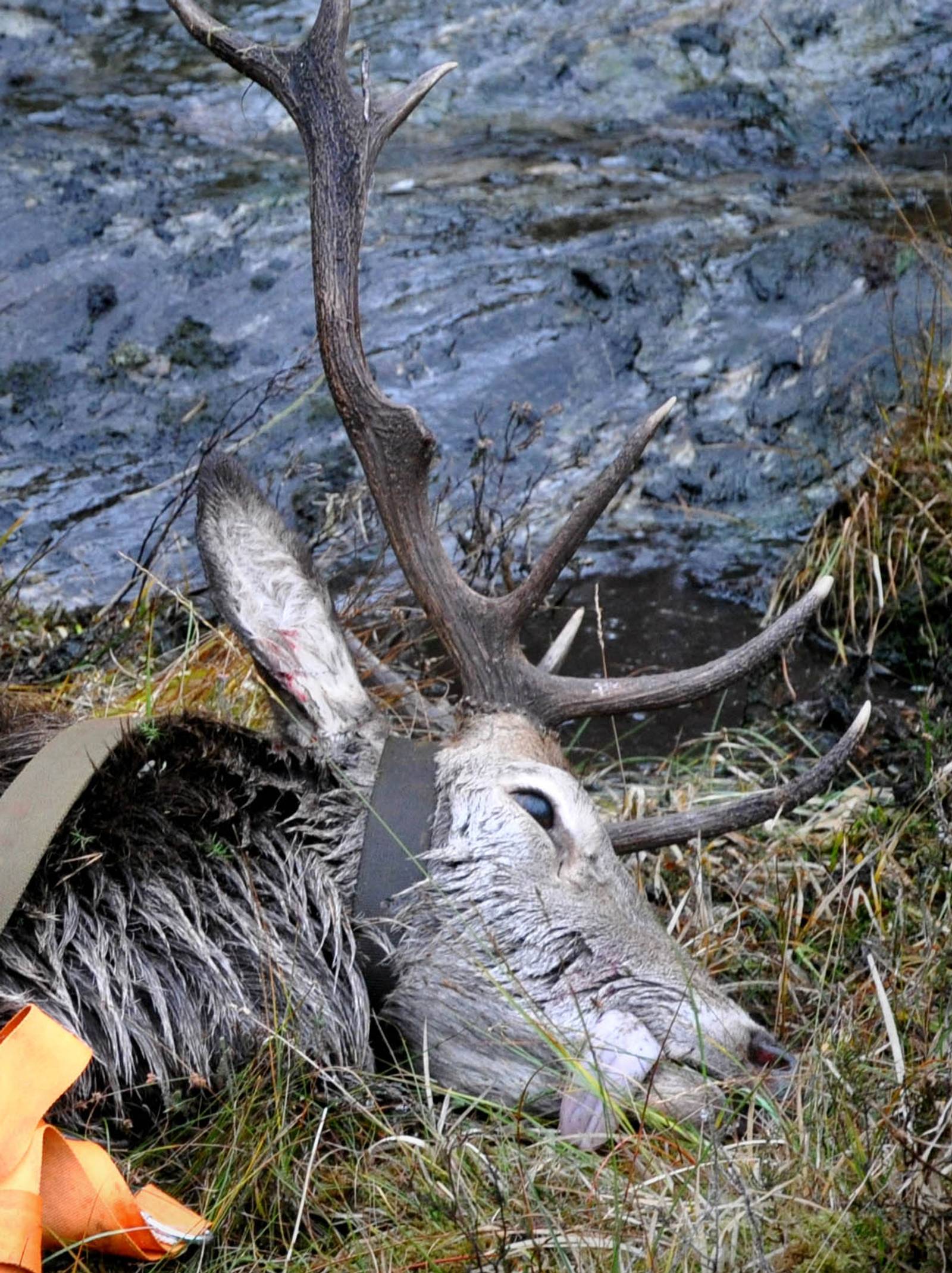 Her bor det flere hjort enn folk – NRK Trøndelag – Lokale nyheter, TV ...