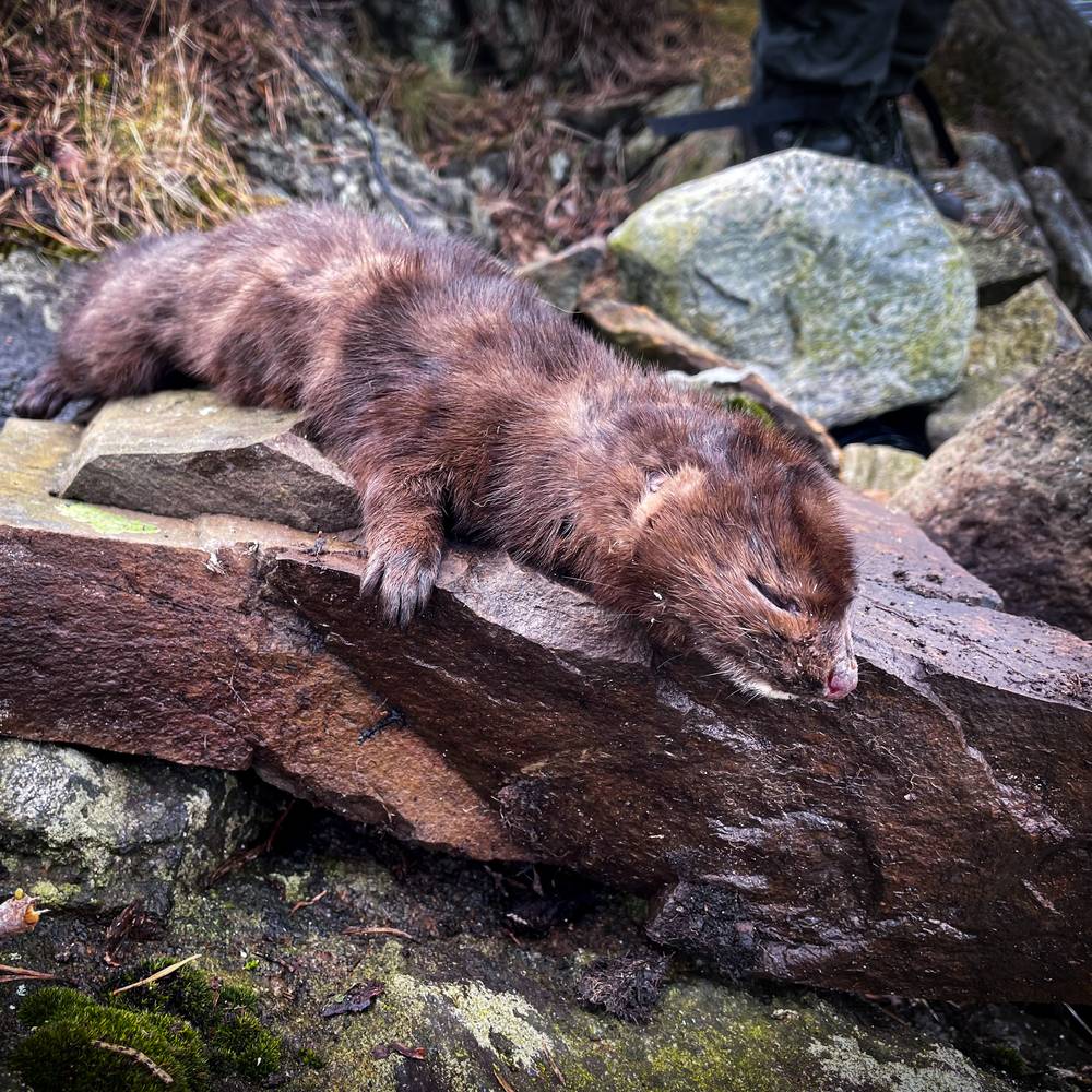 Minken minker i naturen – mange kommuner innfører skuddpremie – NRK ...