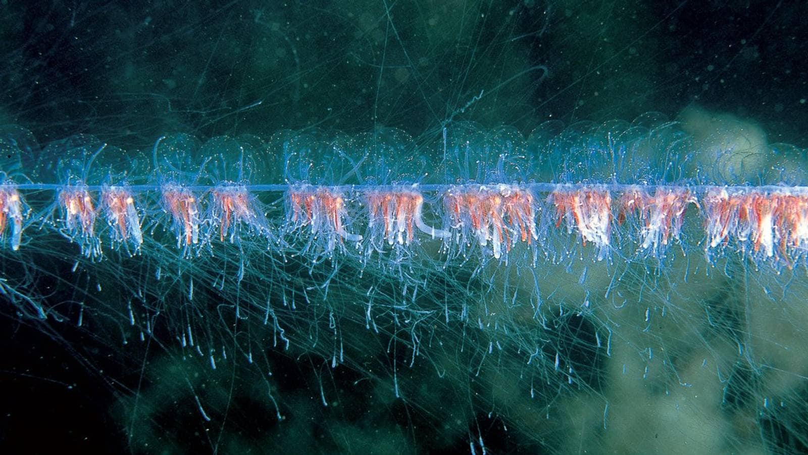 Perlesnormanet observert mer enn 100 ganger på «Dugnad for havet» – har ...