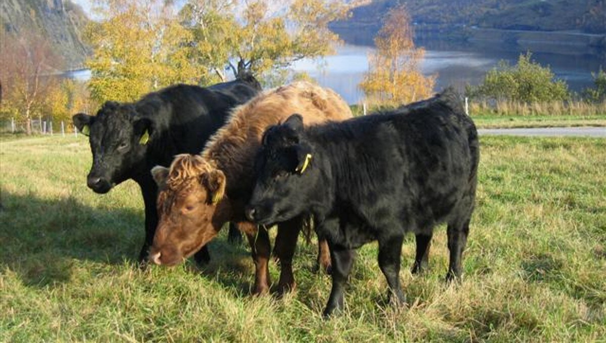 Dexter-kyr – Natur – NRK