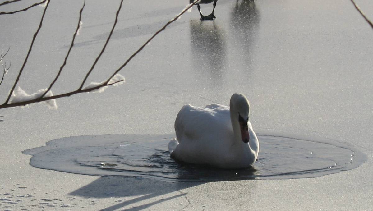 Hold barn unna utrygg is – NRK Rogaland – Lokale nyheter, TV og radio