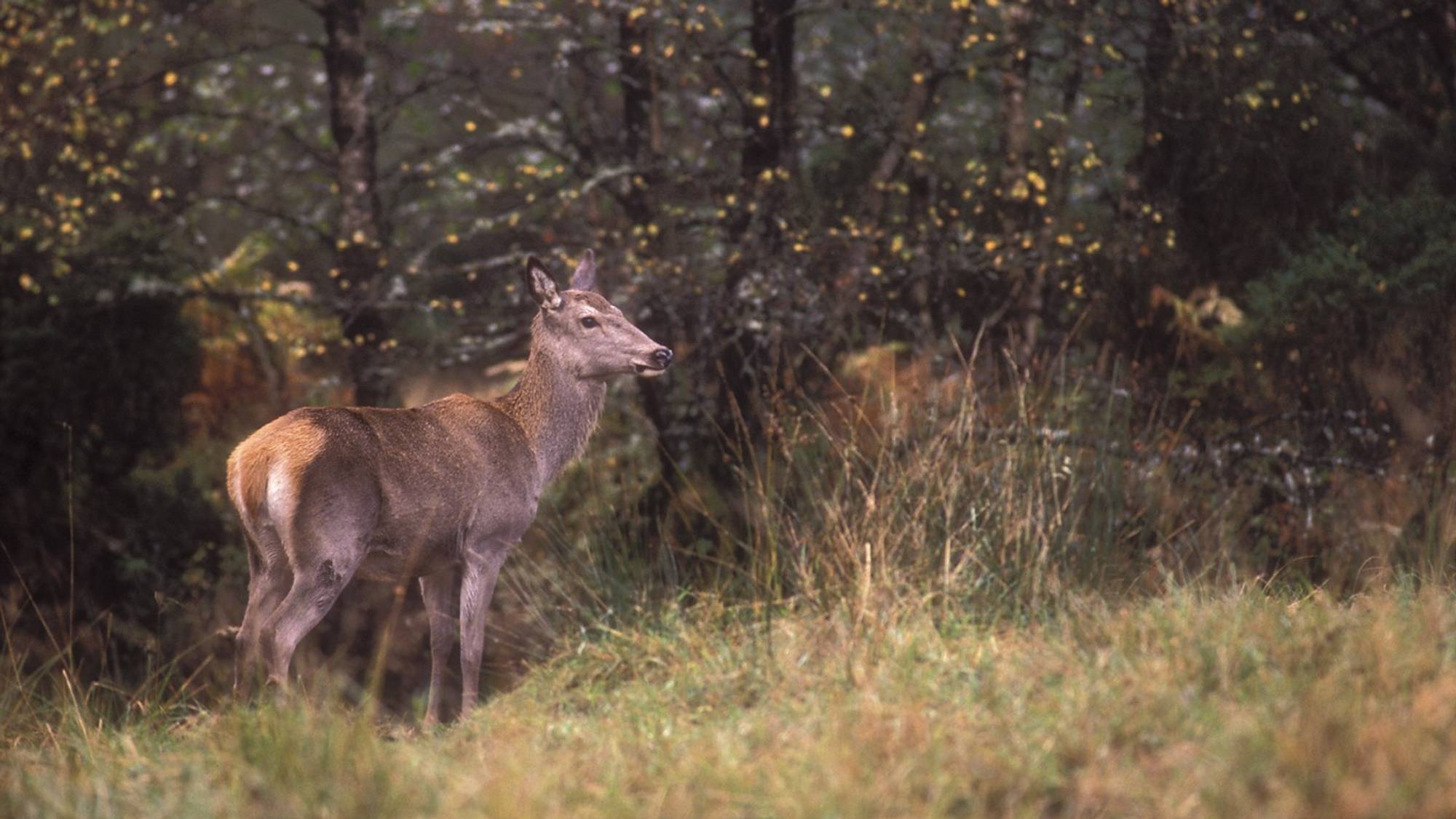 Brunst, brøl og blodig alvor – NRK Nyttig – Tips, råd og innsikt