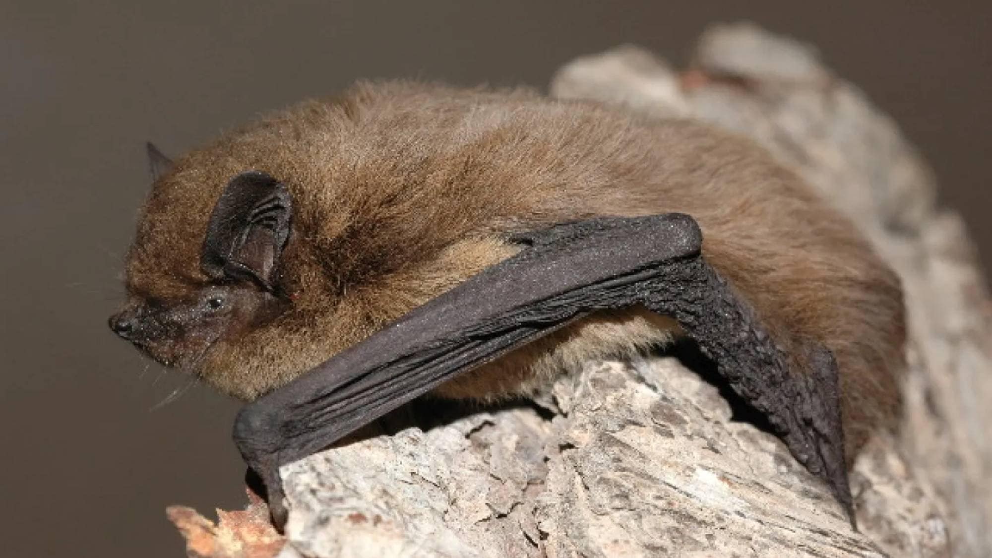 Utrydningstruede dyrearter – Siste nytt – NRK