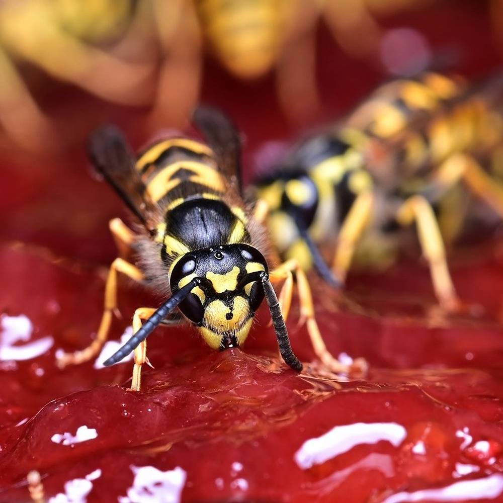 Sju ting du ikke visste at du lurte på om veps – NRK Troms og Finnmark