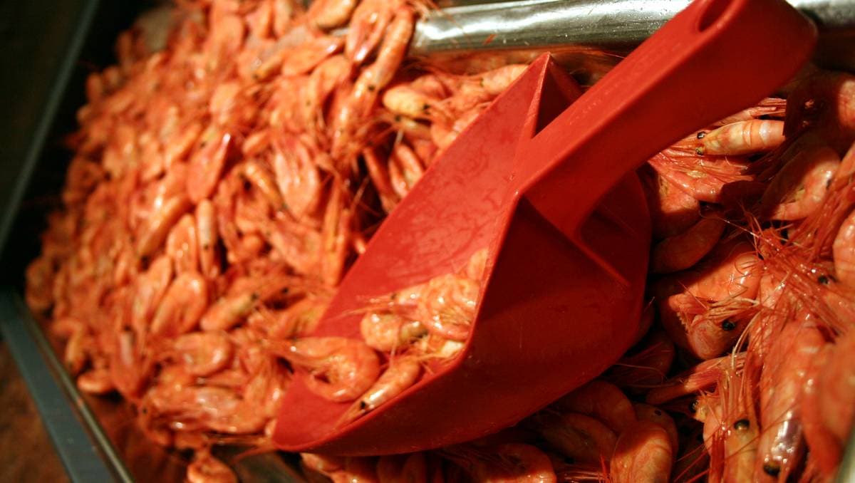 Er ferske reker egentlig ferske? – NRK Vestfold og Telemark – Lokale ...