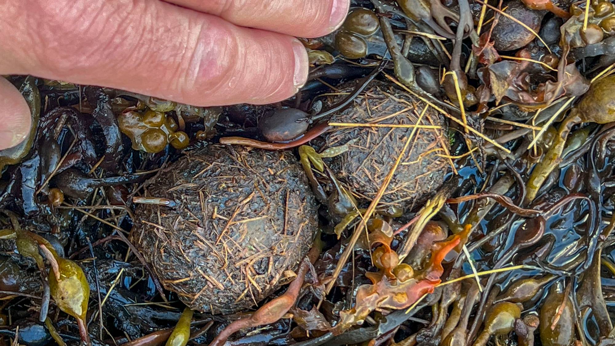 Equinor: Oljesølet fortsetter å spre seg – flere observasjoner langs ...