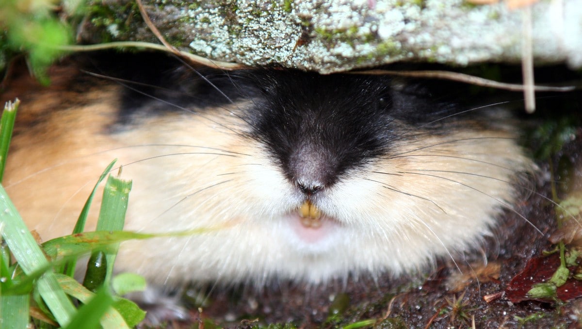 Slutt på lemen-årene – NRK