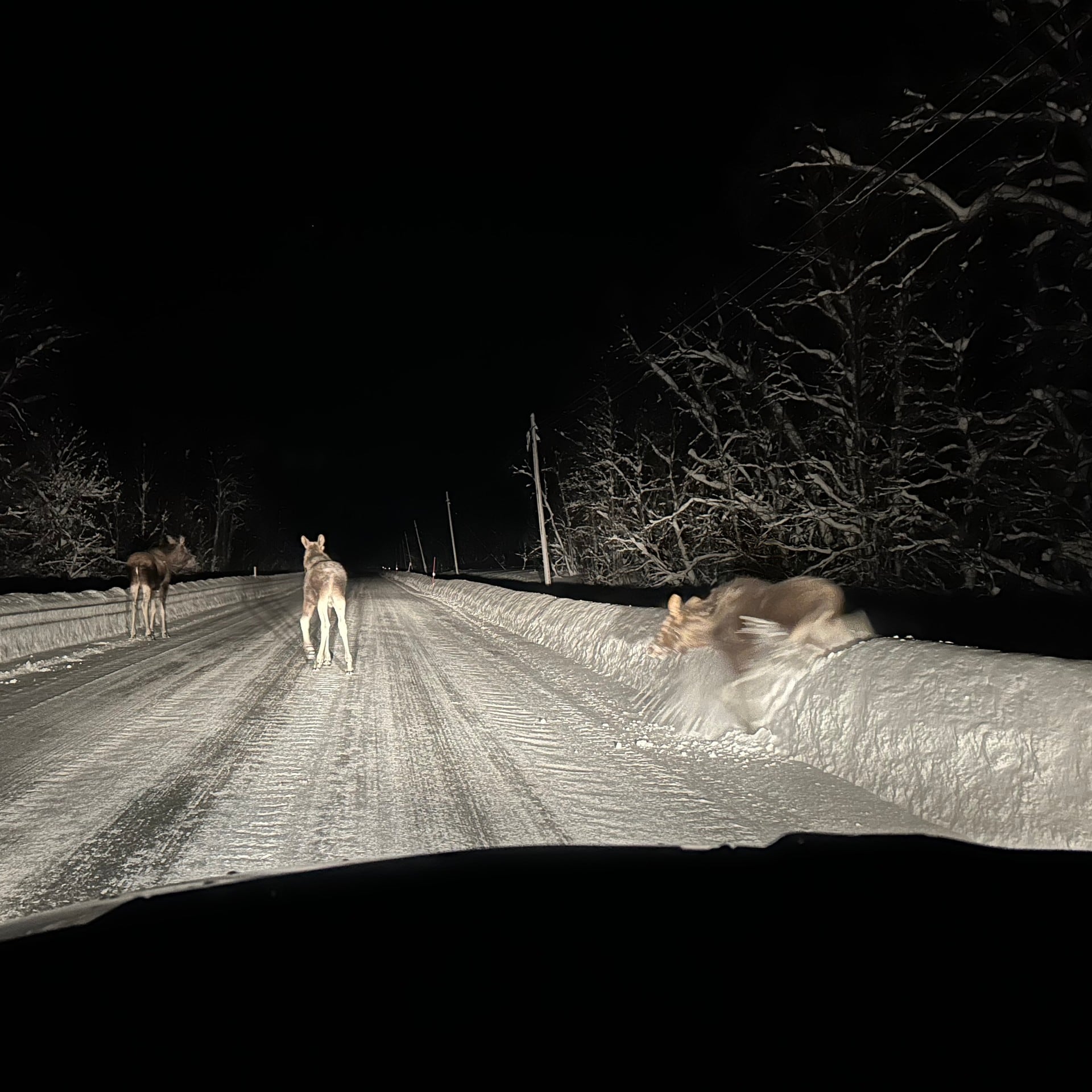 Hva skal du gjøre når du kjører på ville dyr? – NRK