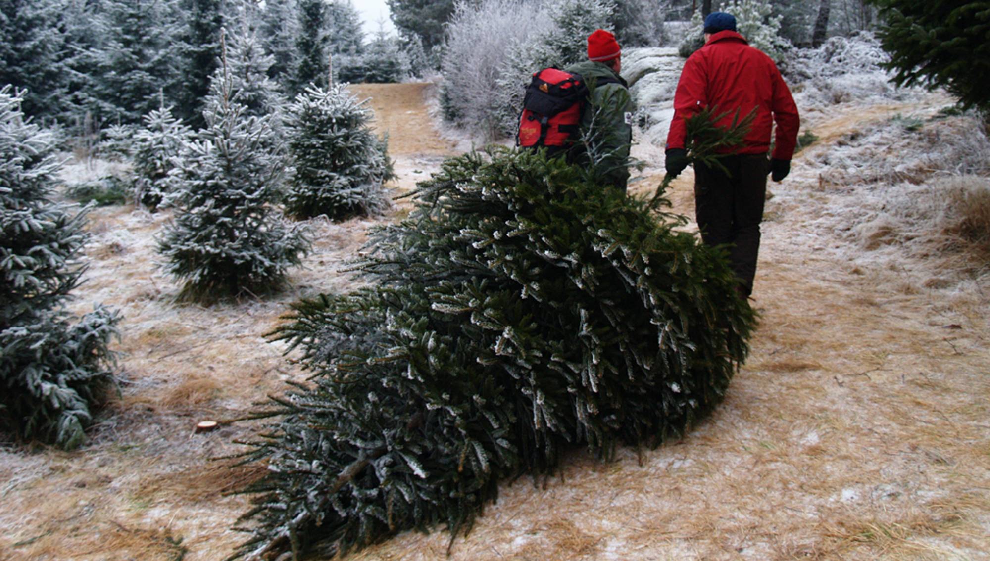 Miljøvennleg julefeiring: Plast eller ekte juletre? – NRK Vestland