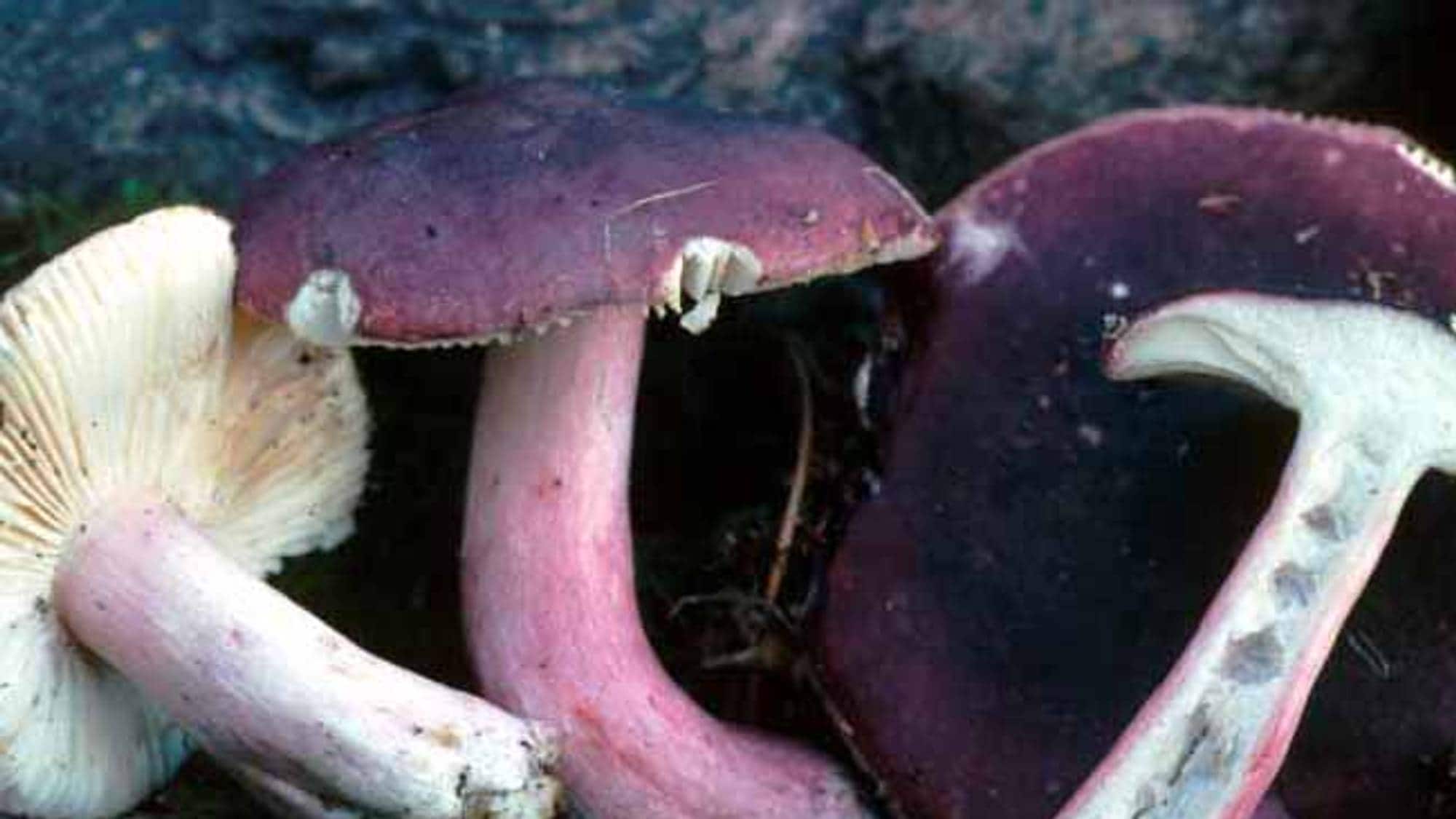 Giftige sopper i Norge – NRK Norge – Oversikt over nyheter fra ulike ...