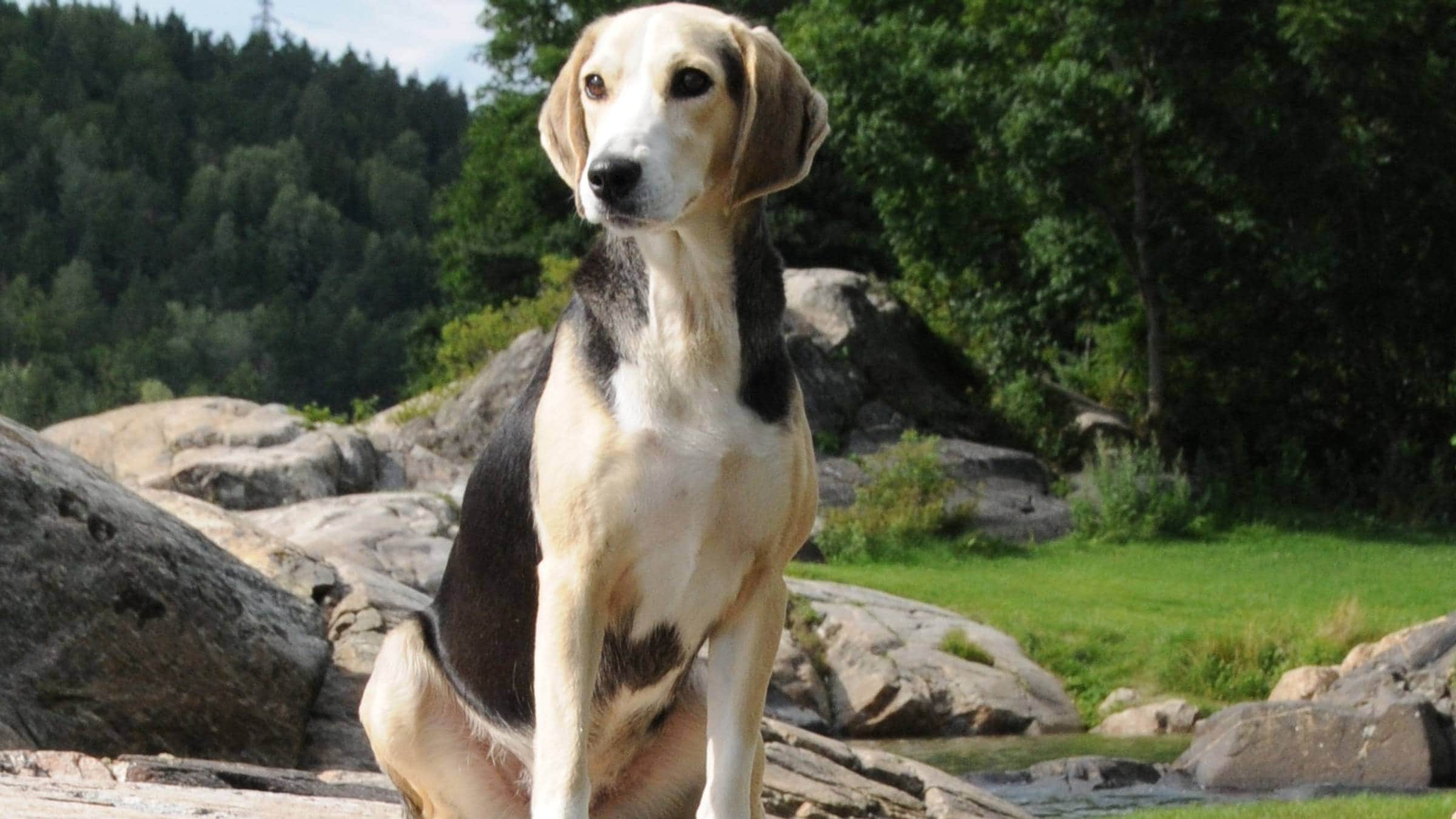 Disse norske hunderasene kan dø ut – NRK Norge – Oversikt over nyheter ...