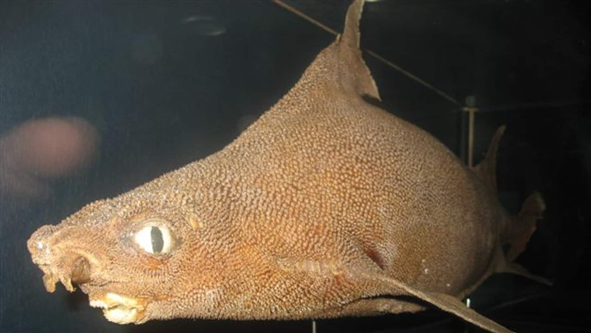 Rare fisker – NRK Kultur og underholdning