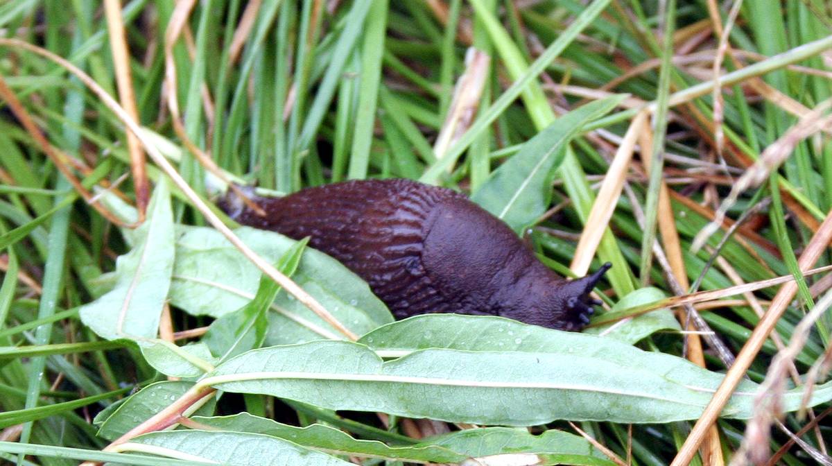 Er hat-sneglen på vei vekk? – NRK Vestland