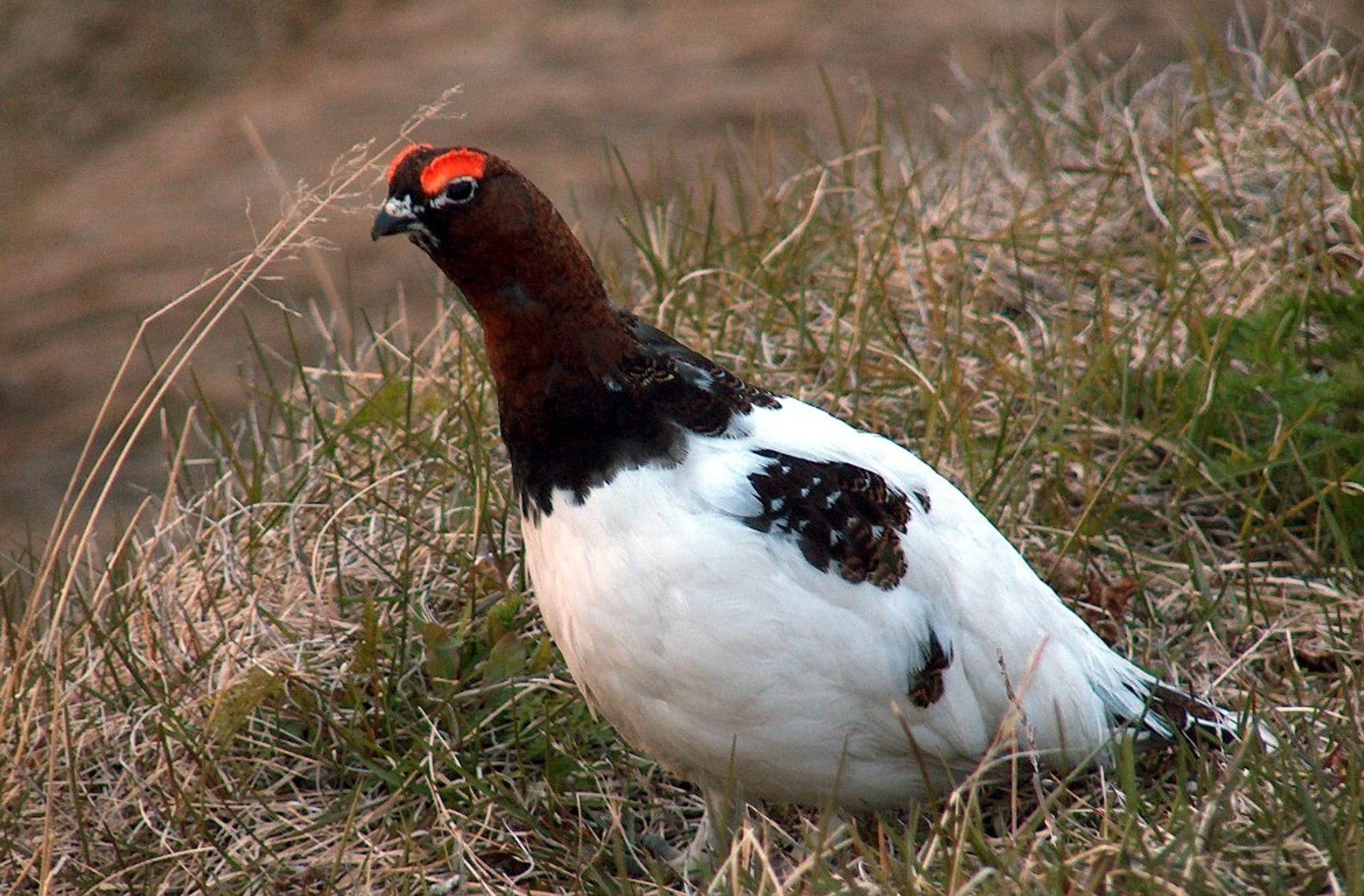 LITE RYPER - SYNDERNE SKAL FANGES I FELLER – NRK