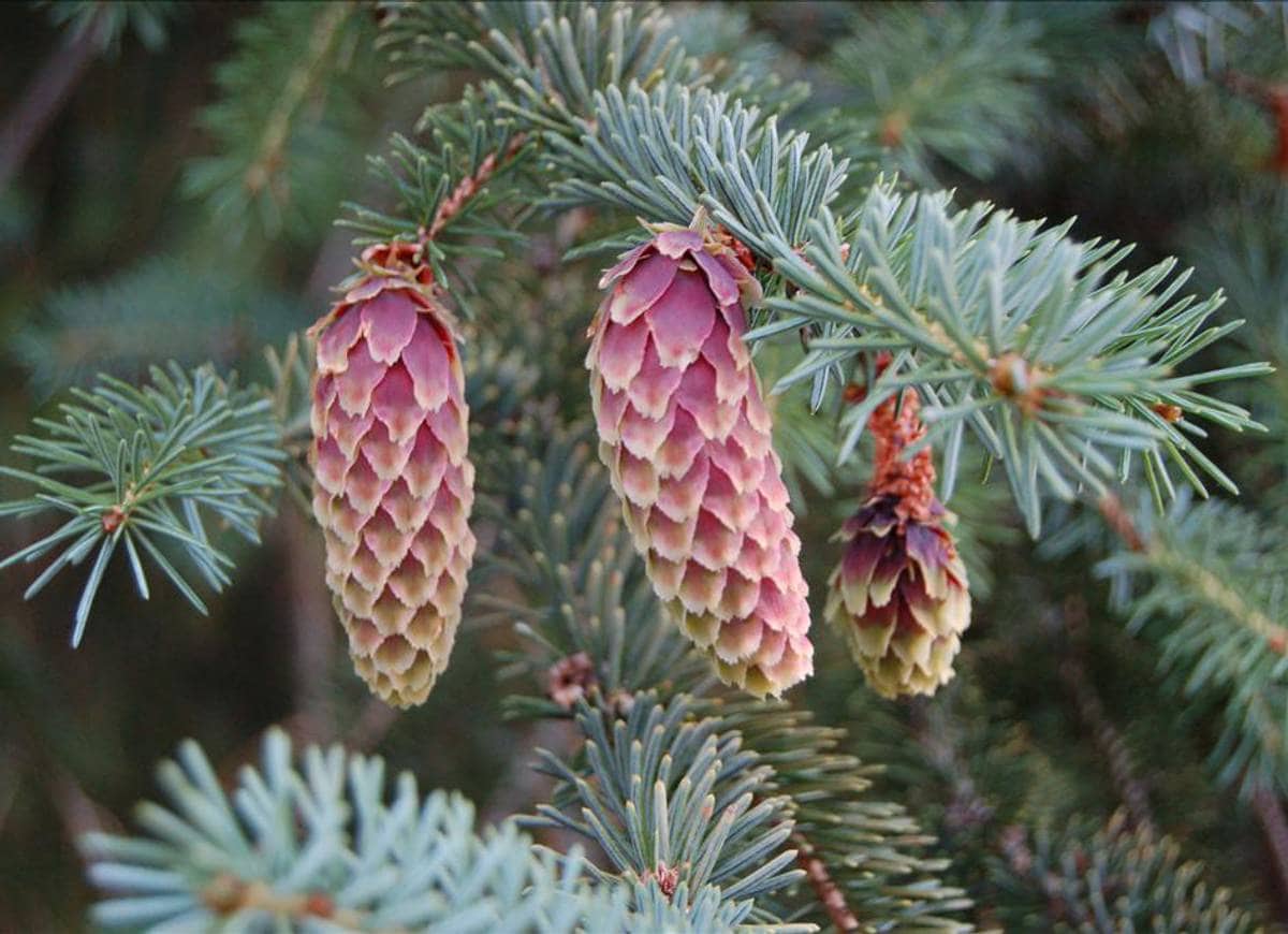 Omdiskutert grantre kan bli nytt fiskefôr – NRK Nordland