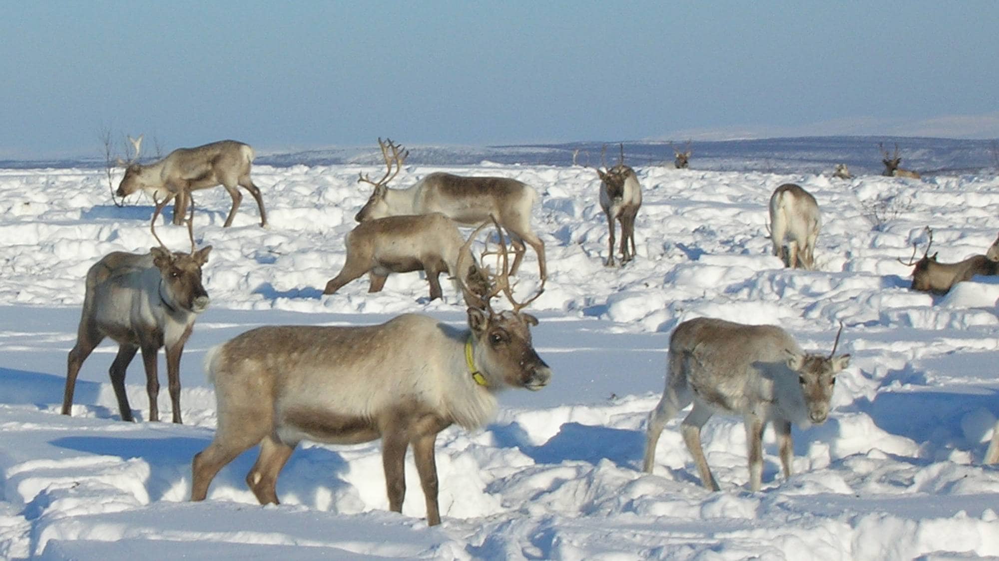 Langnes skole i Troms fikk 9 poeng – NRK Troms og Finnmark