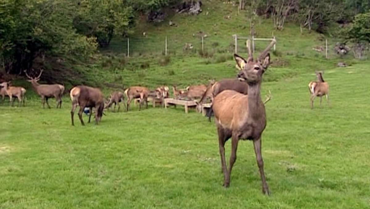 Hjortekrangel i Bremanger – NRK Vestland