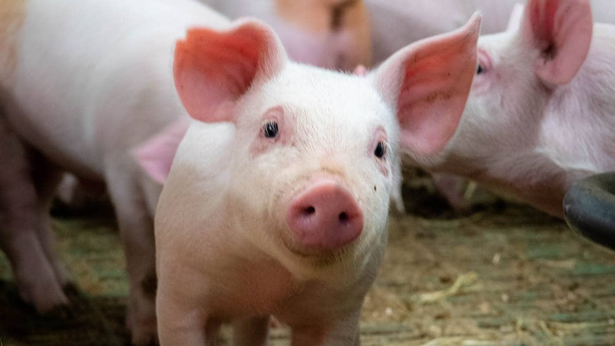 Fra svin til svinn – Ytring