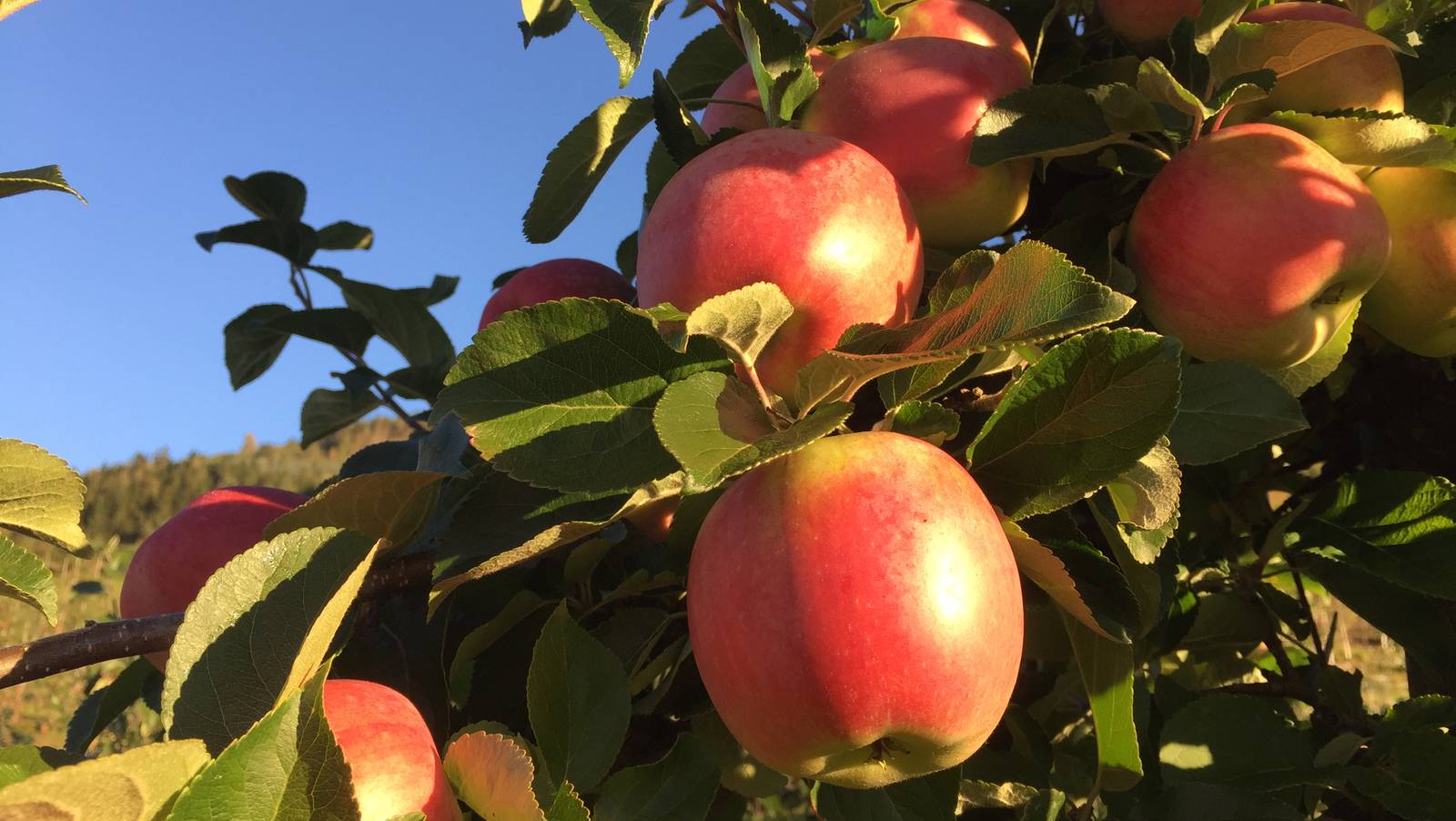 Oppskrifter med epler – NRK Mat – Oppskrifter og inspirasjon