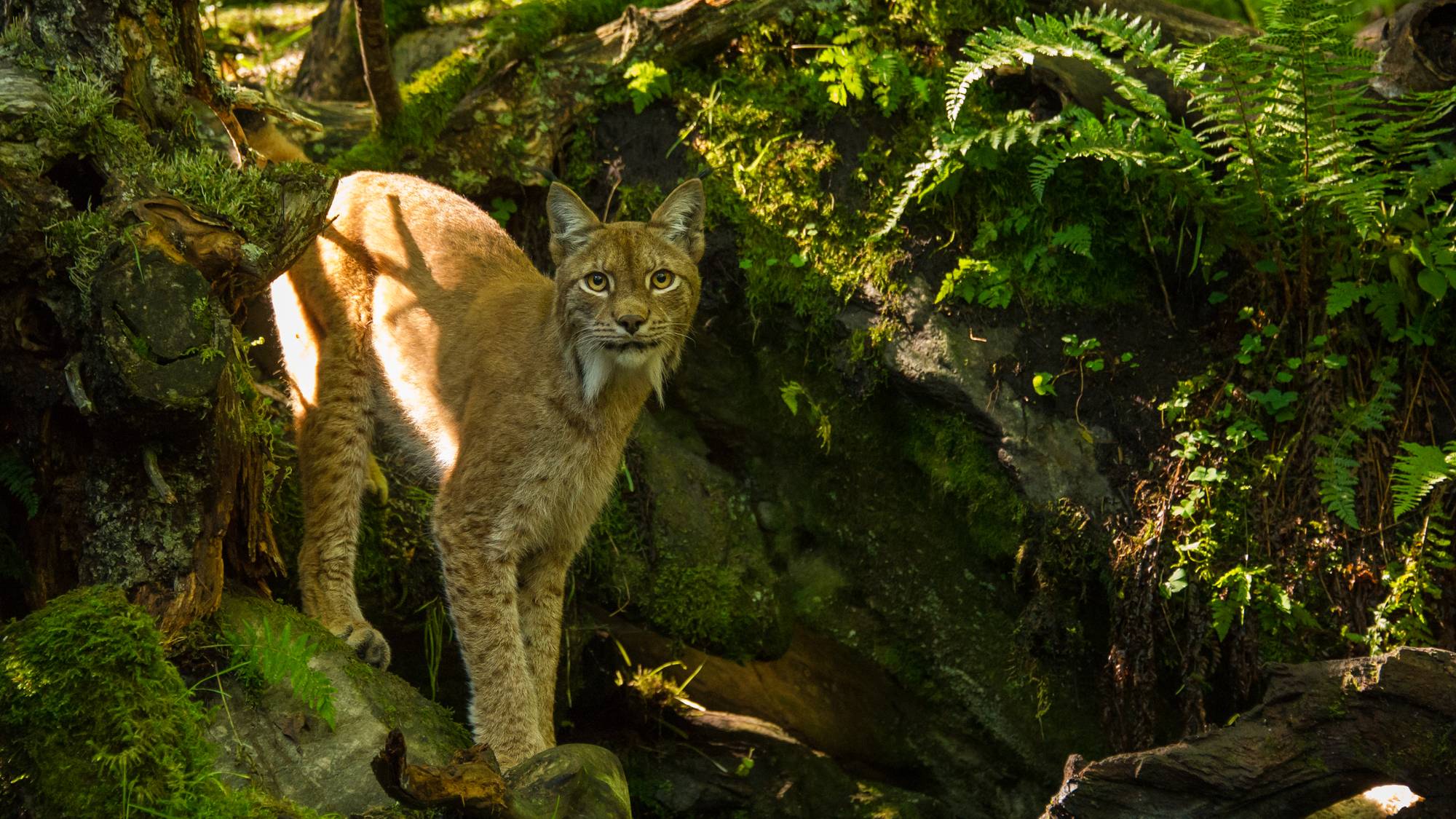 Ta knallfoto av ville dyr: Her er Fotobondens beste tips – NRK Vestland