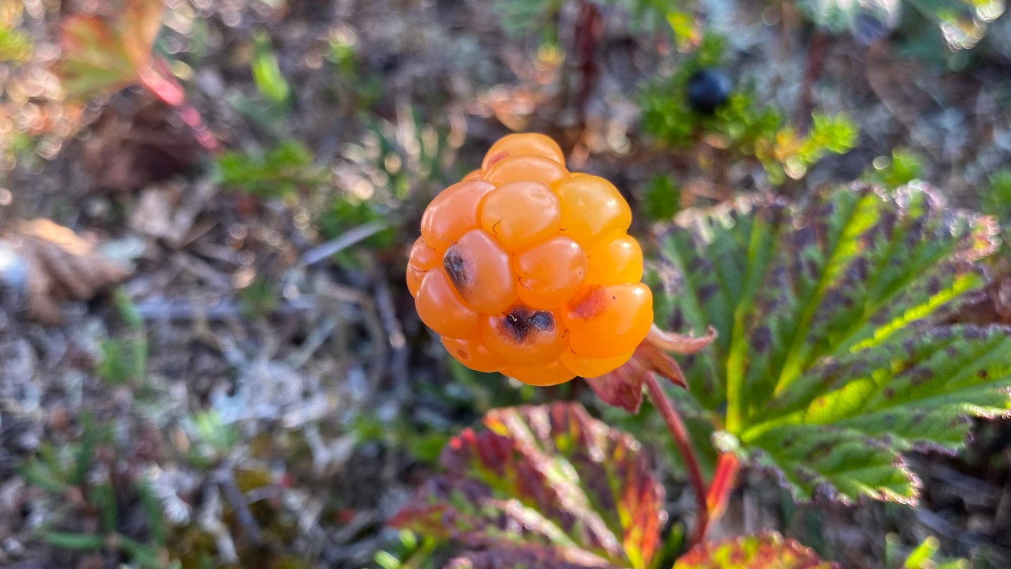 Derfor er det svarte prikker på multebær – NRK Sápmi - samiske nyheter ...