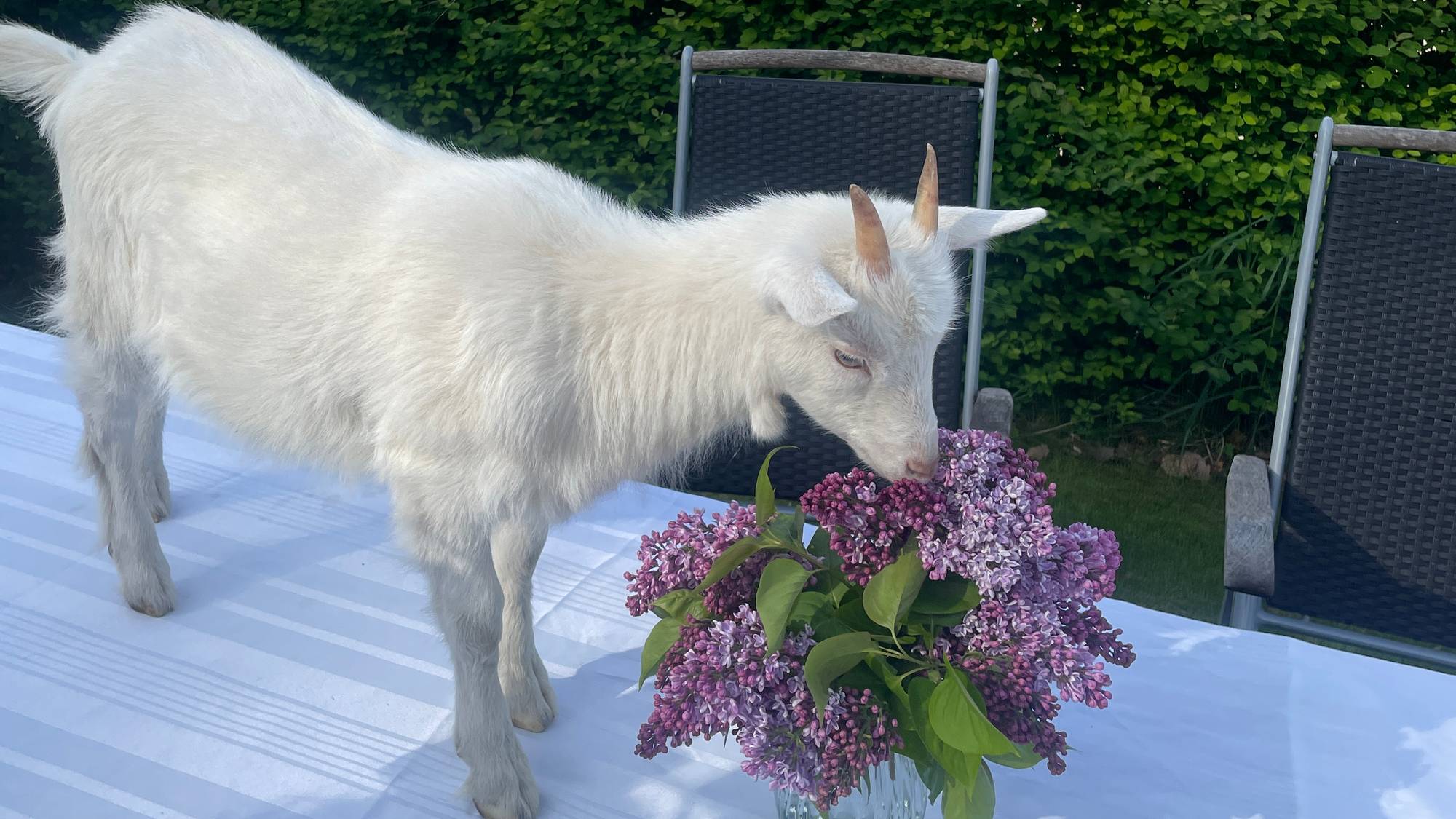 17. mai-feiring i Møre og Romsdal – send oss dine bilde frå ...