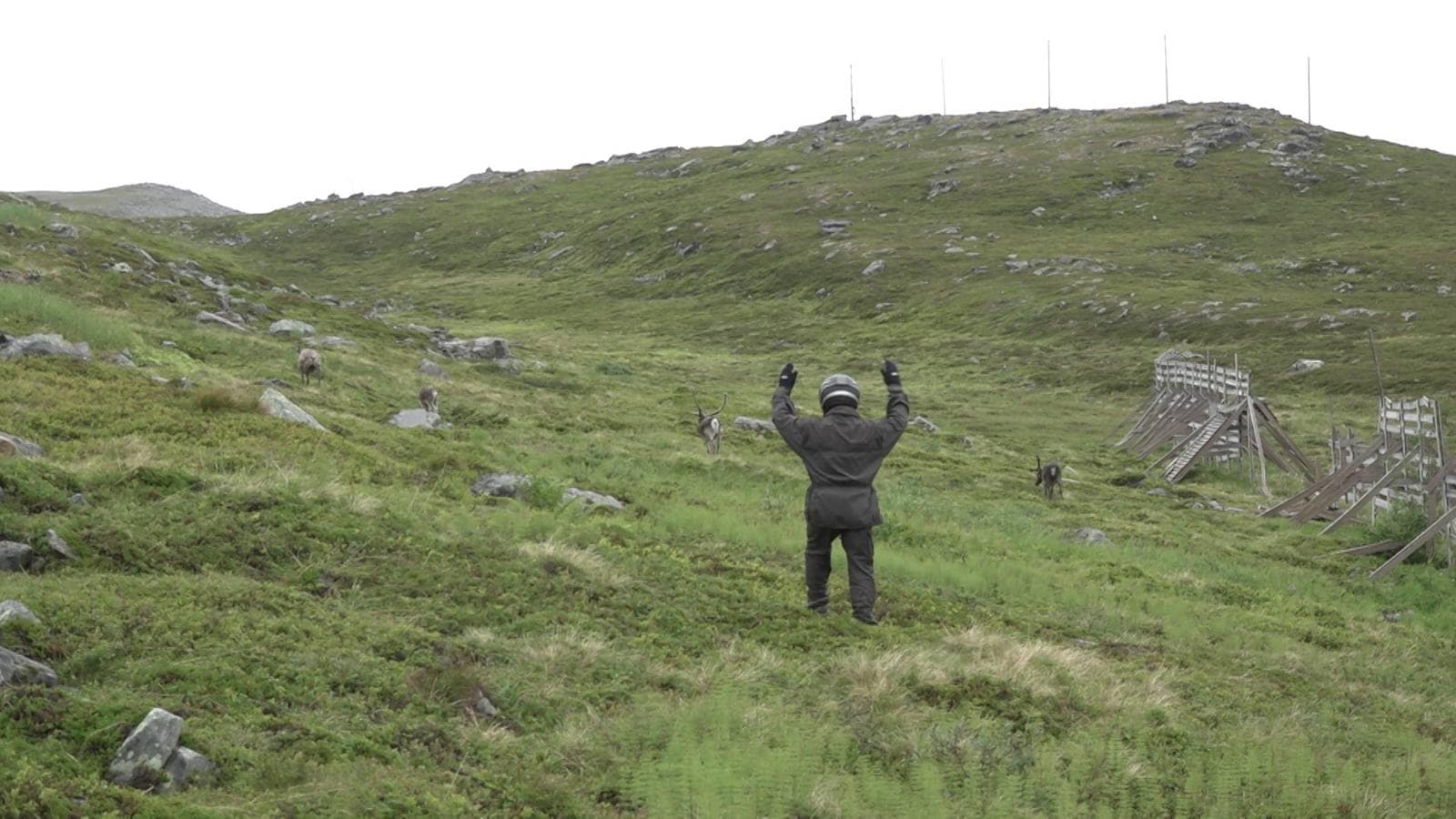 Rein finner veien gjennom gjerdet og vandrer i gatene i Hammerfest ...