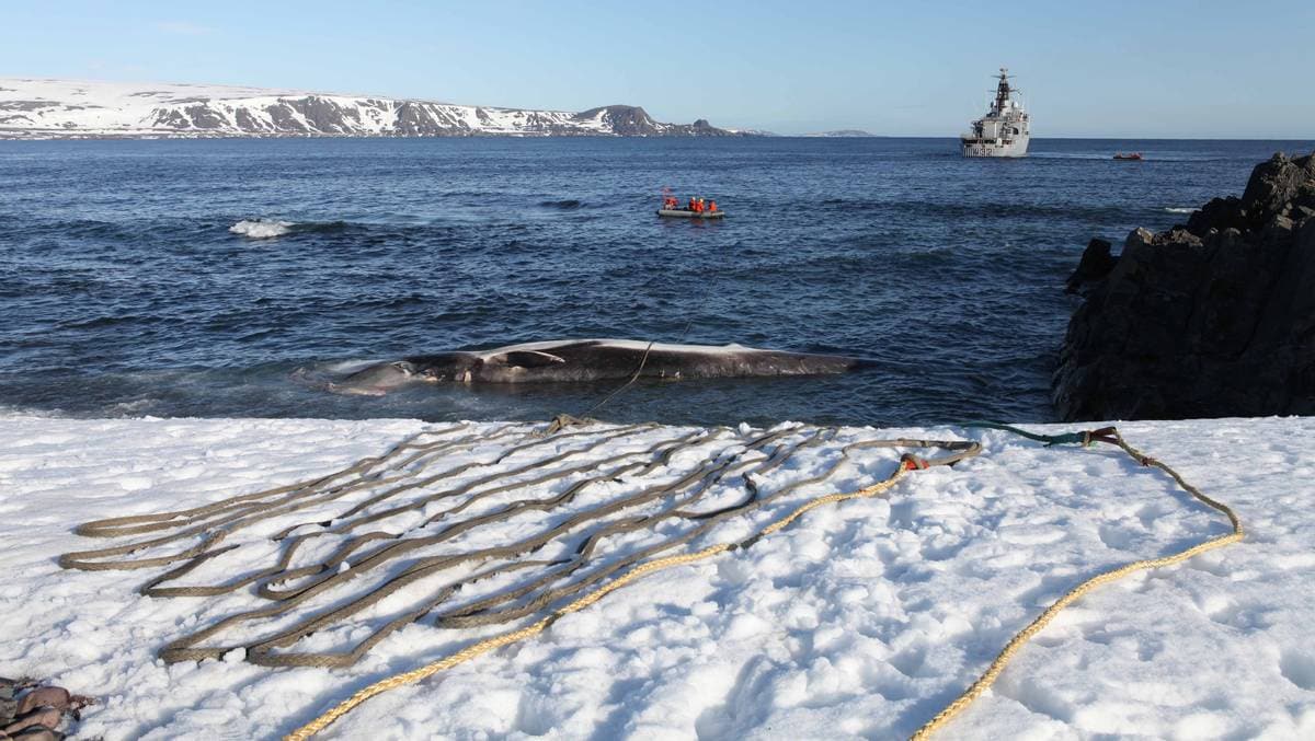 Sprengte hval i lufta – NRK Troms og Finnmark