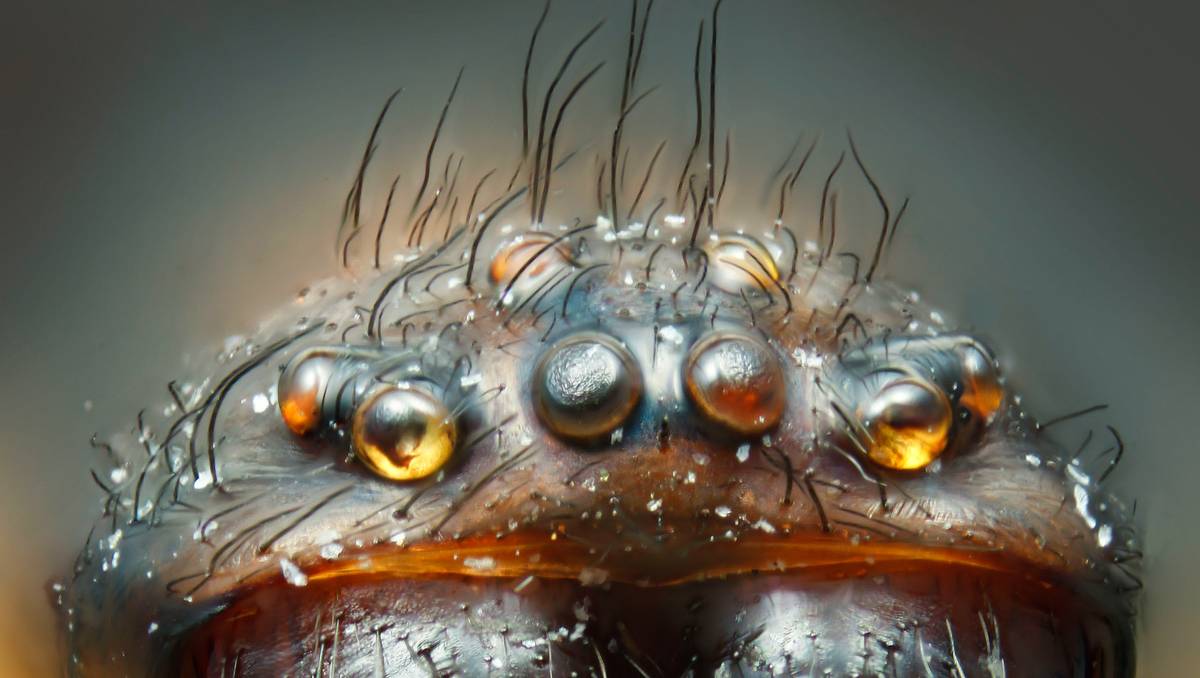 Norsk mikrofotograf blant dei beste – NRK Viten – Nyheter innen ...