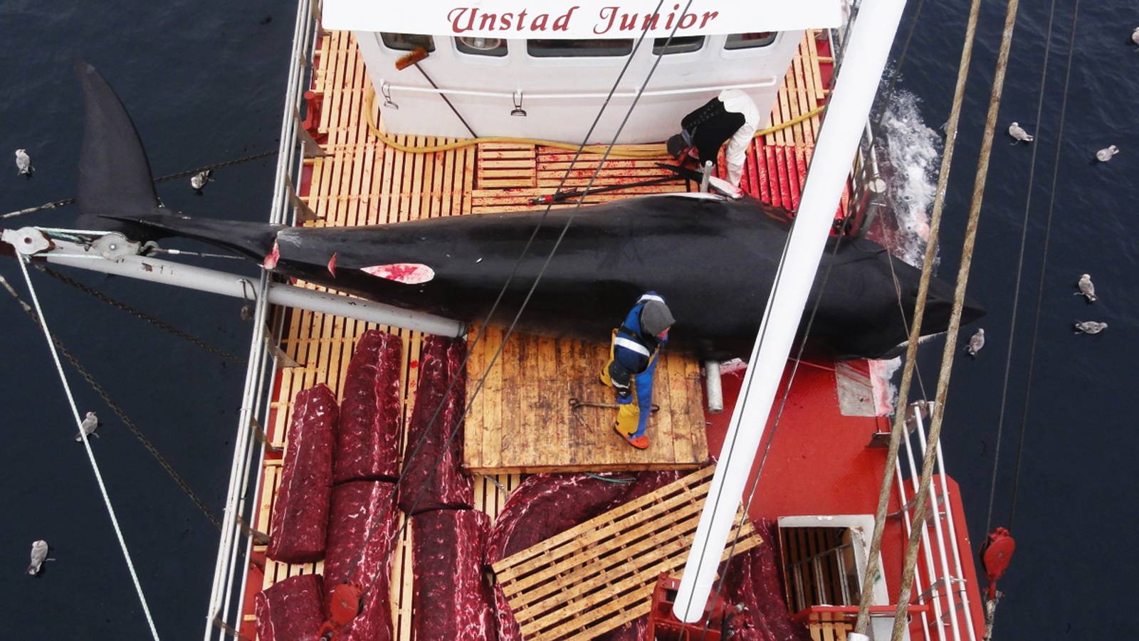 Slik foregår dagens hvalfangst – NRK Nordland