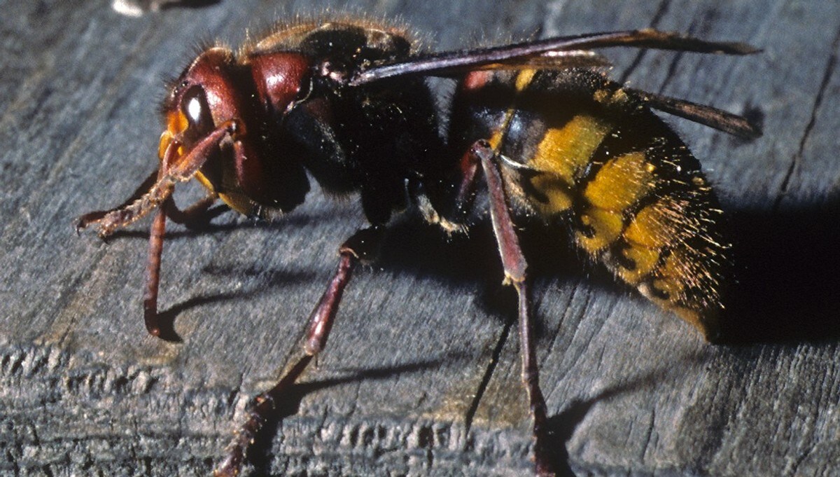 Geithams-vepsen sprer seg raskt – Siste nytt – NRK