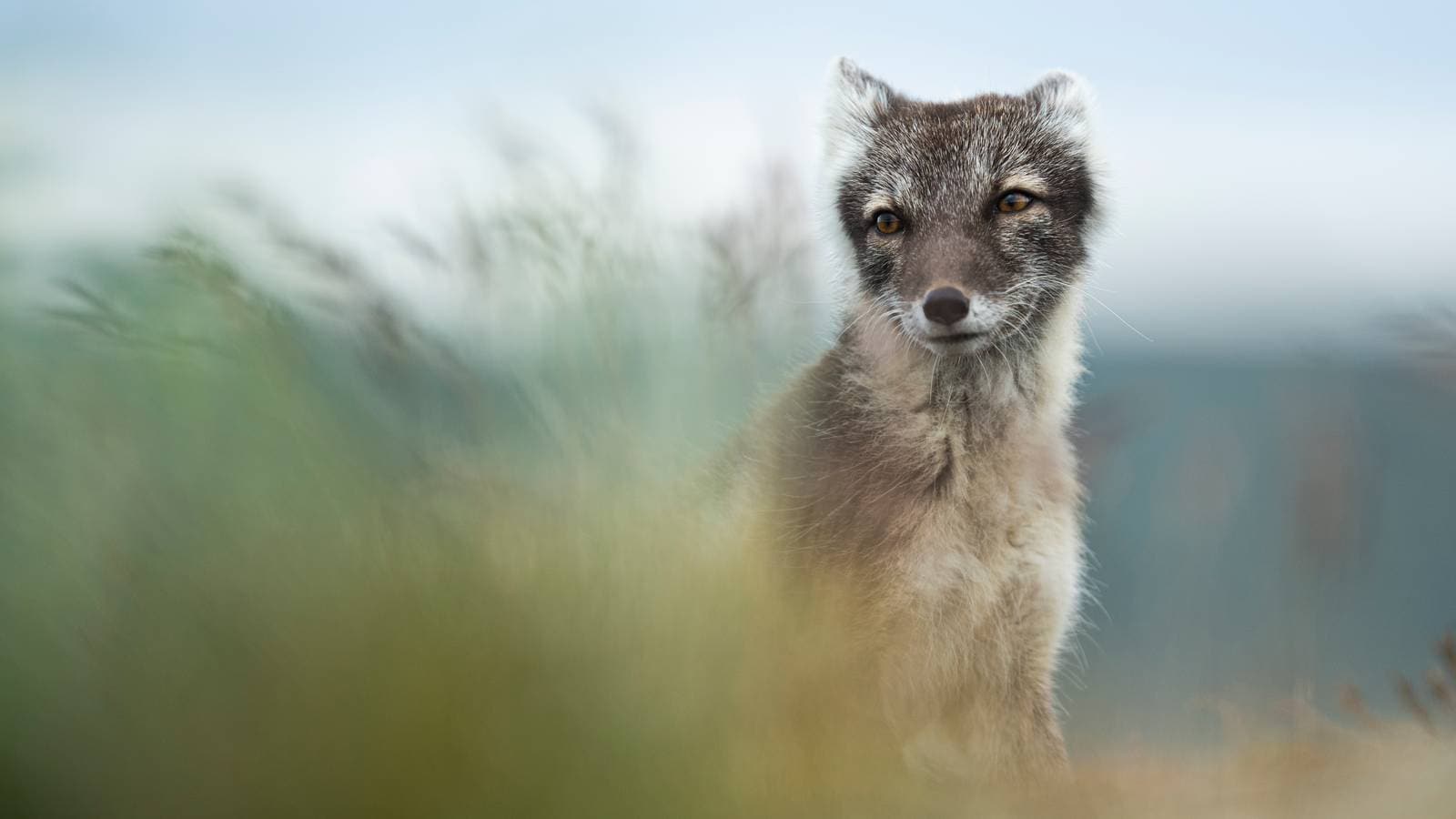 SNO bekymret for stadige forstyrrelser av fjellrev – fotografer anmeldt ...