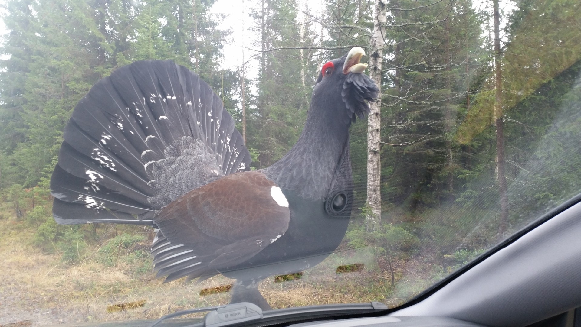 Tiur går amok – NRK