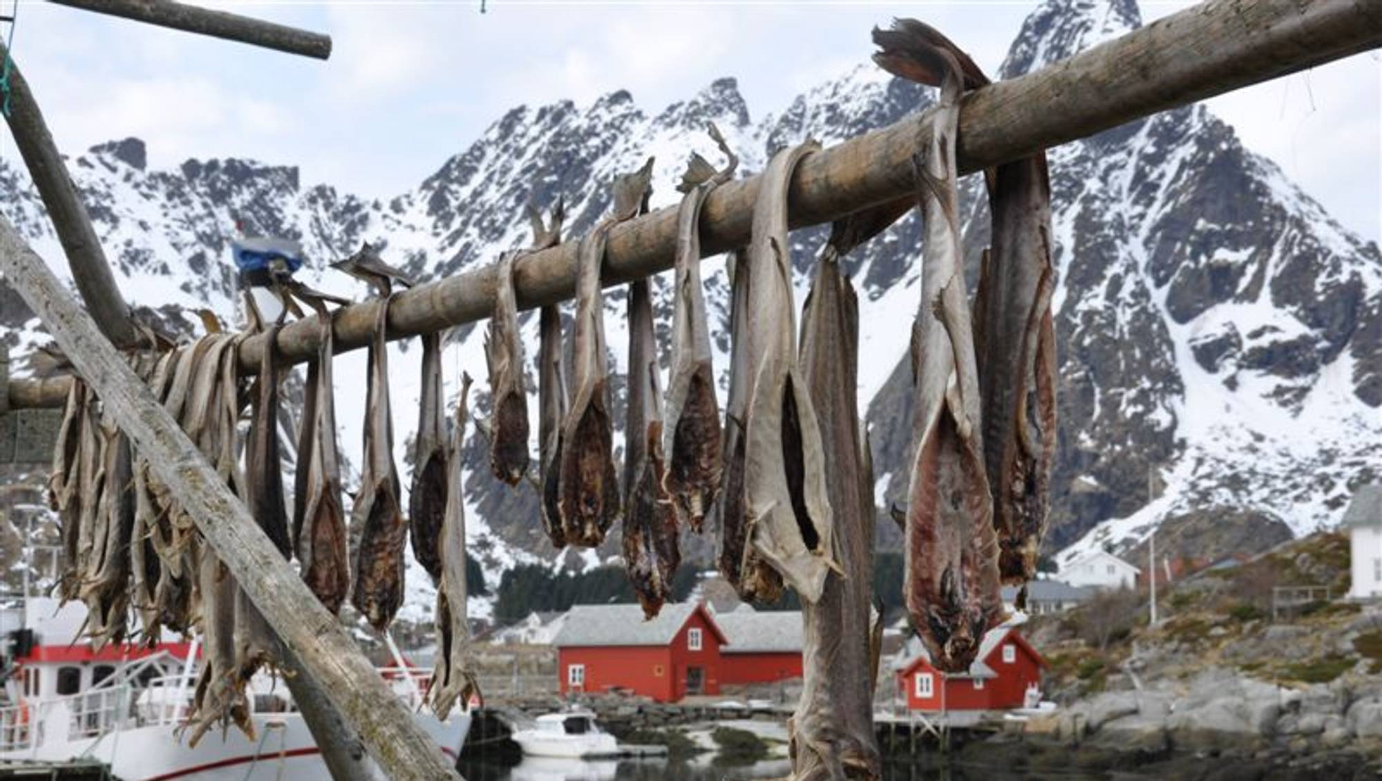 Norsk tørrfisk i Champagne-klassen – NRK Nordland