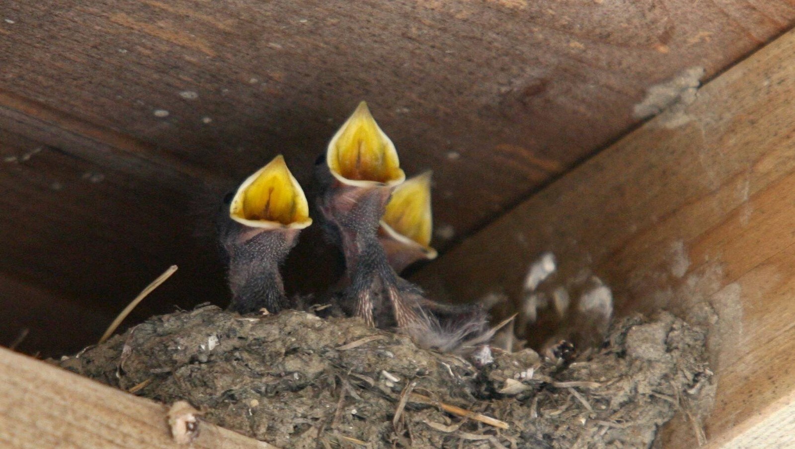 Høysesong for fuglelopper – NRK Rogaland – Lokale nyheter, TV og radio