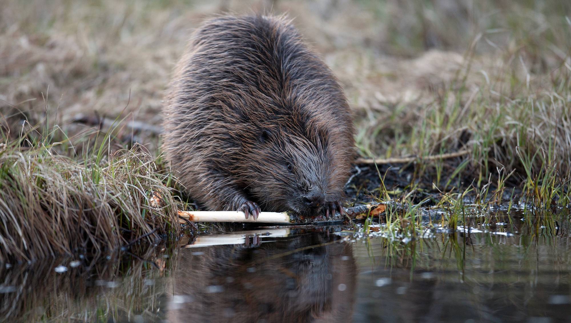 Hva kan du om ville dyr i Norge? – NRK Norge – Oversikt over nyheter ...