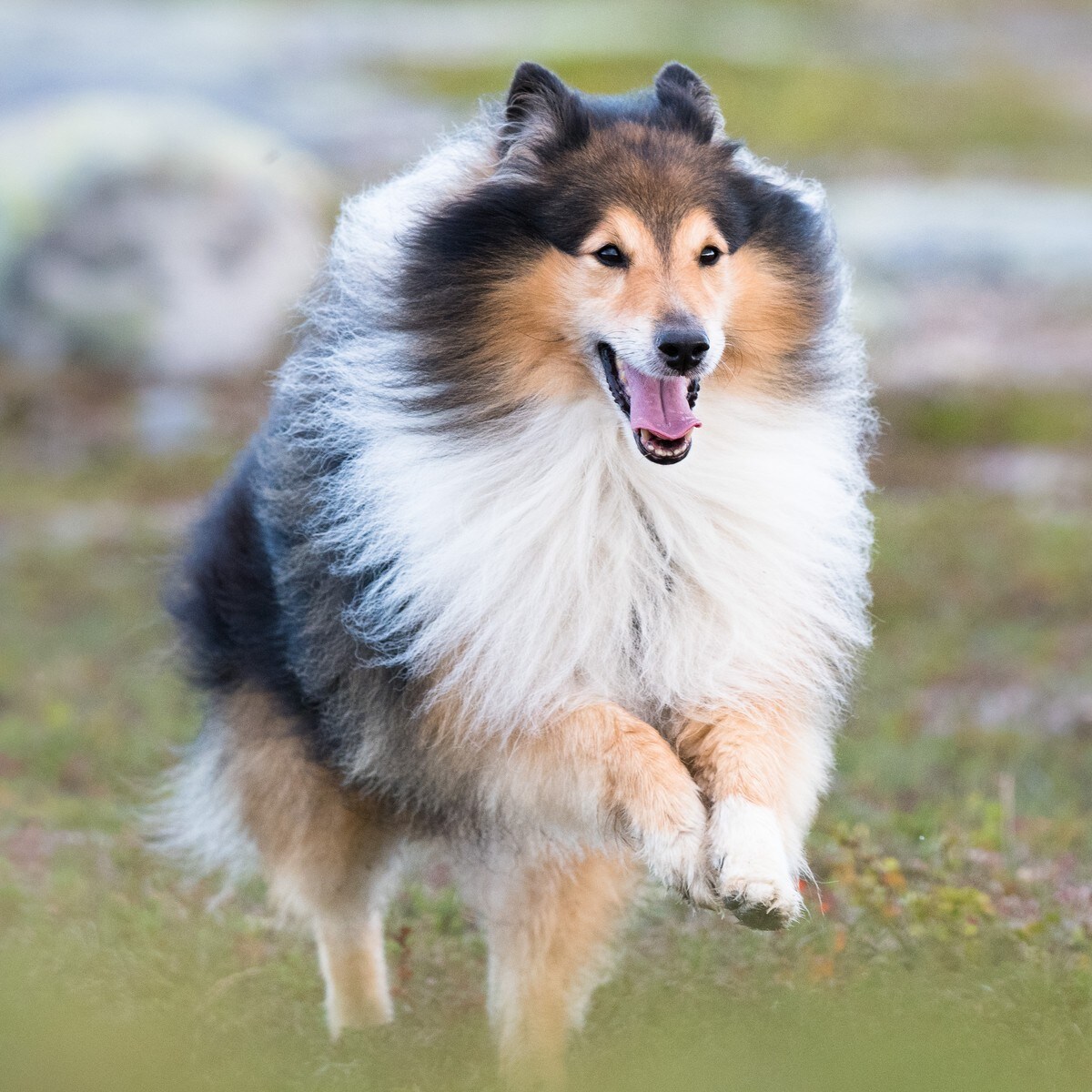 Dette er de mest populære hunderasene i fjor – NRK Norge – Oversikt ...