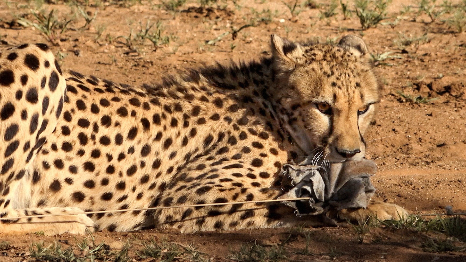 Team Bachstad - NRK TV