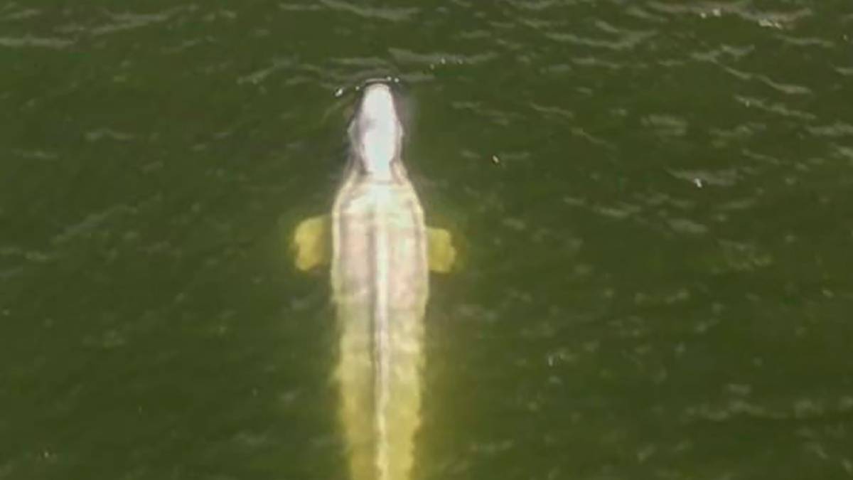 Lite håp om å redde strandet hvithval i Seinen – Siste nytt – NRK