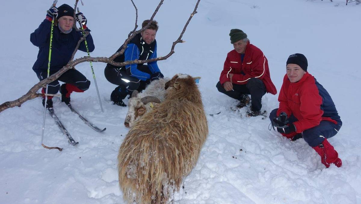 Sneik seg unna pinnekjøtet – NRK Rogaland – Lokale nyheter, TV og radio