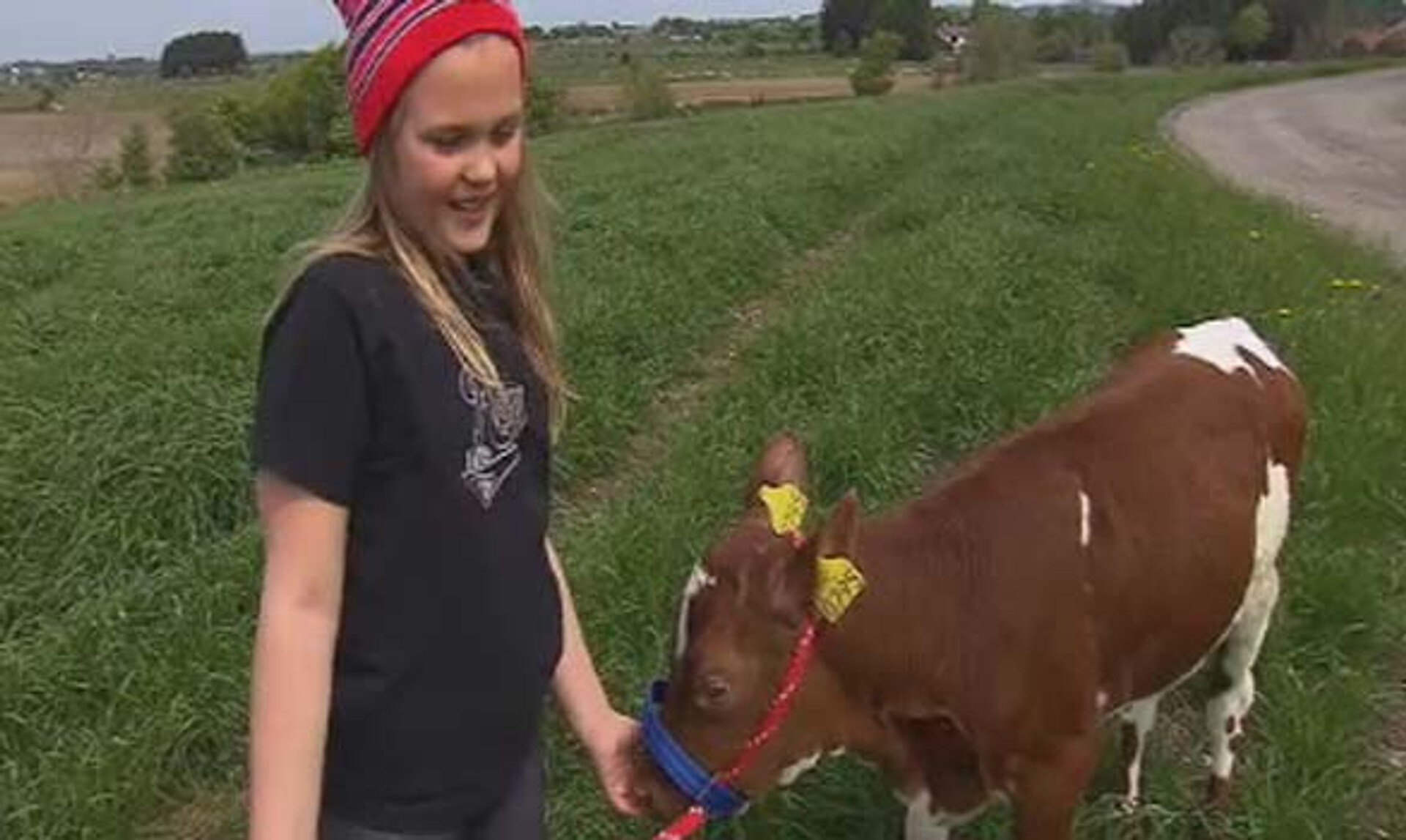 Superspesial - Kalven Kosse – NRK