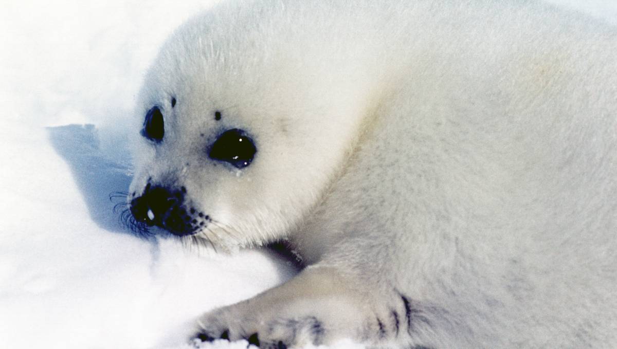 Dyrevern og etikk – Arkiv