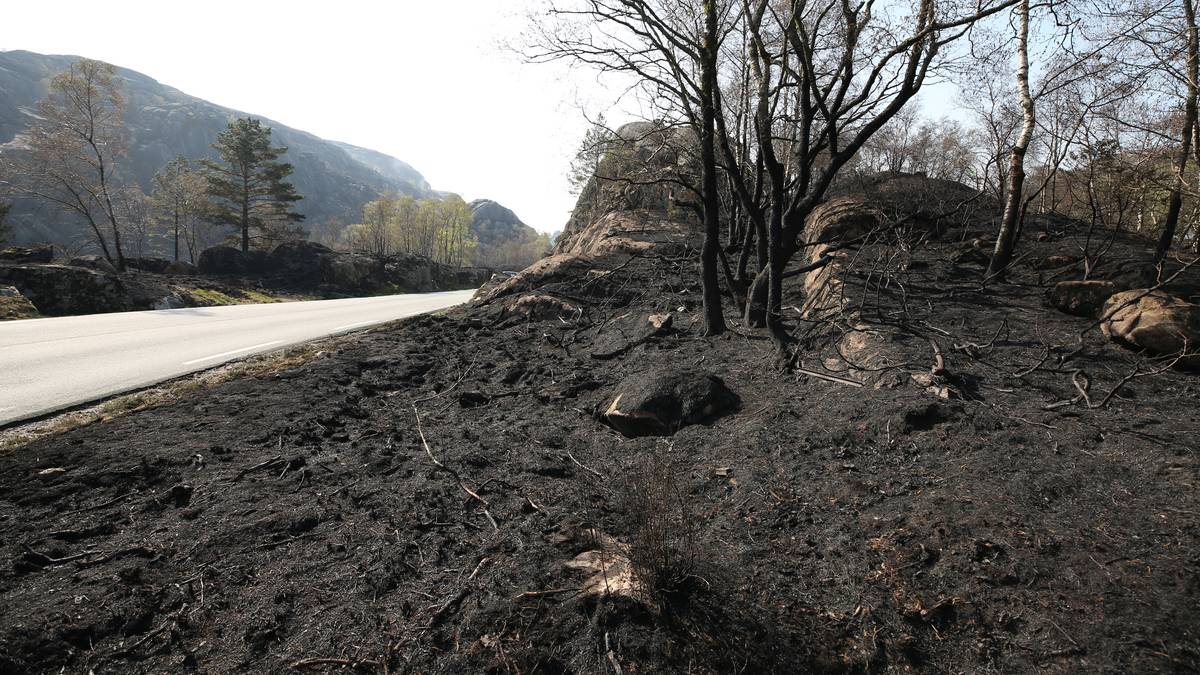 Blusser stadig opp langs fv44 – NRK Rogaland – Lokale nyheter, TV og radio