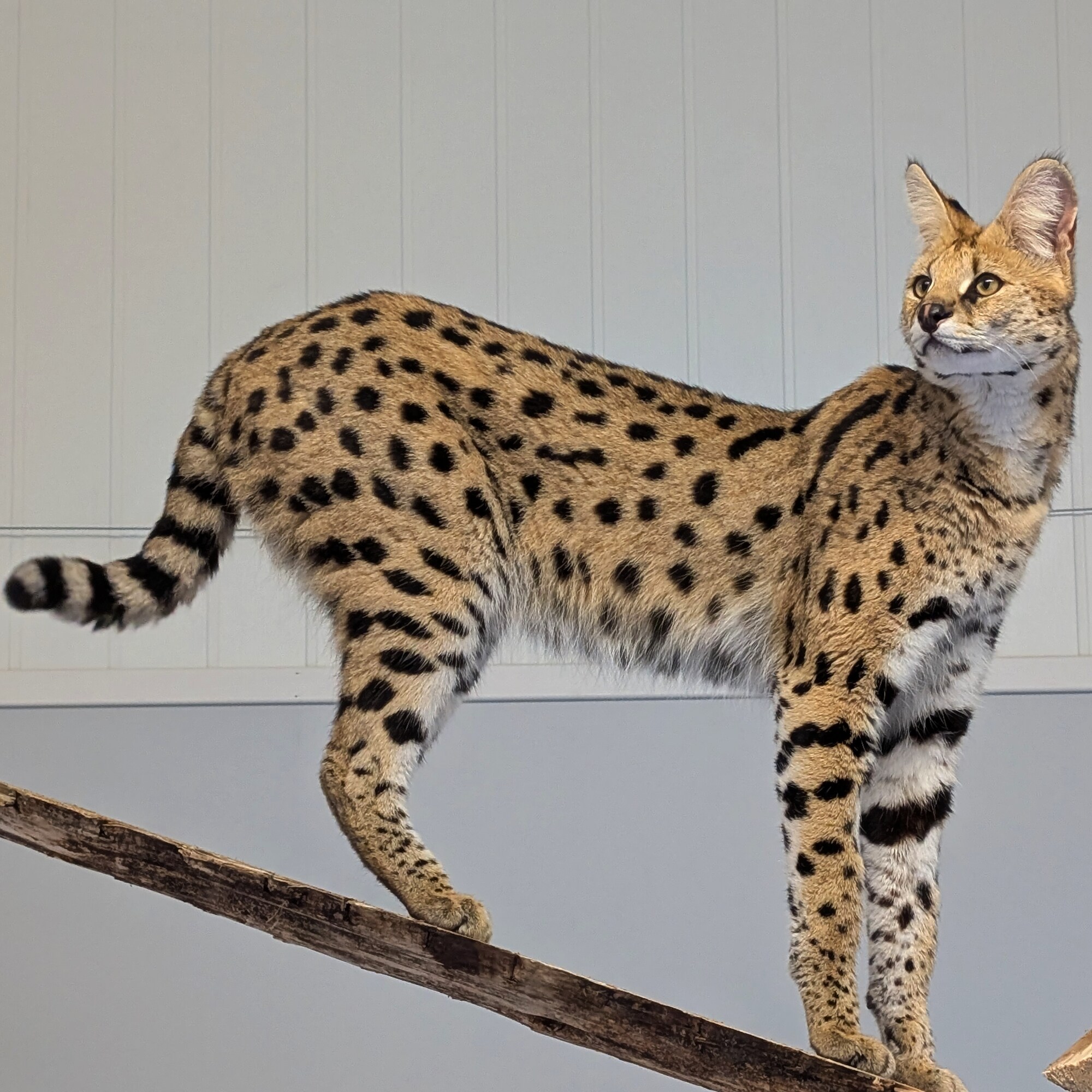 Nå er servalen Niño i Tangen dyrepark i Stange – her skal han bo ...