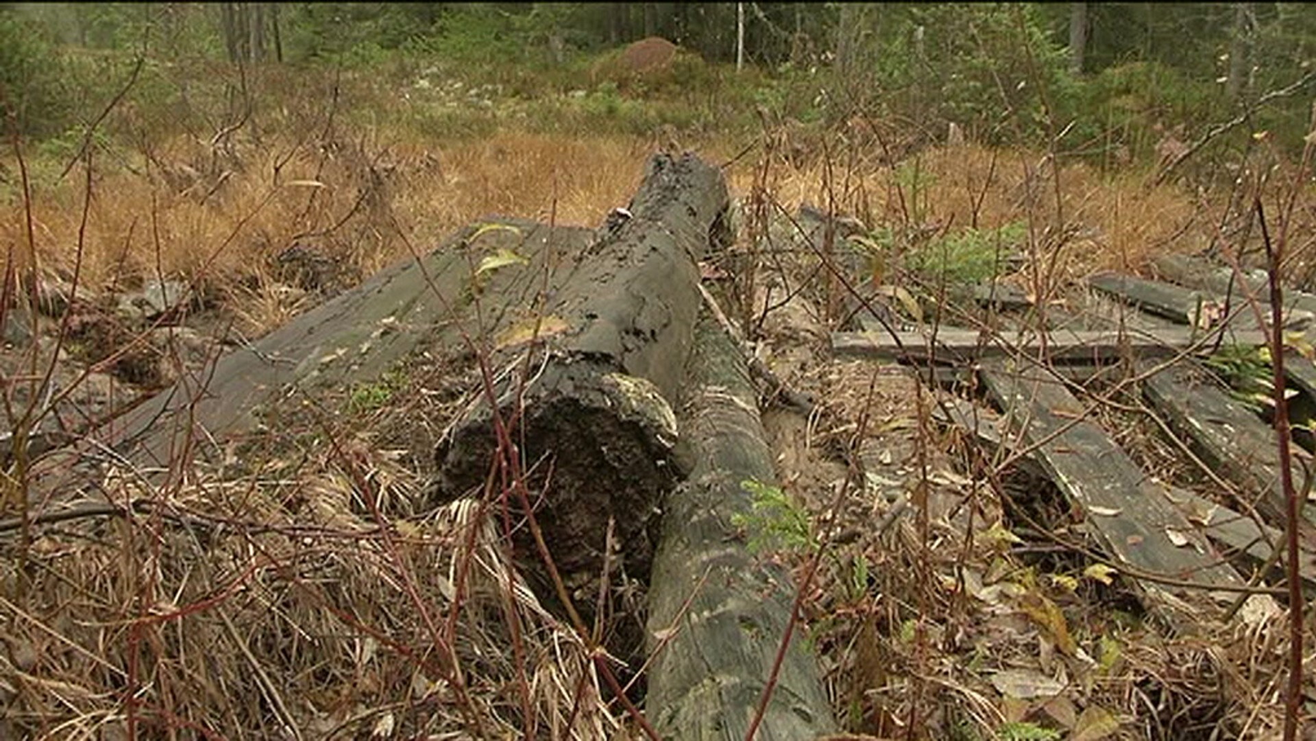 Kreosot i bekken – NRK