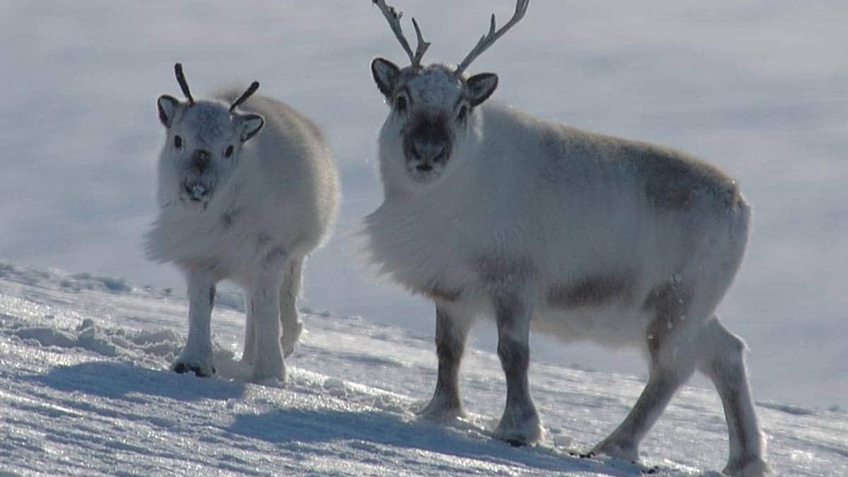 Nisserein fra Svalbard – NRK Troms og Finnmark