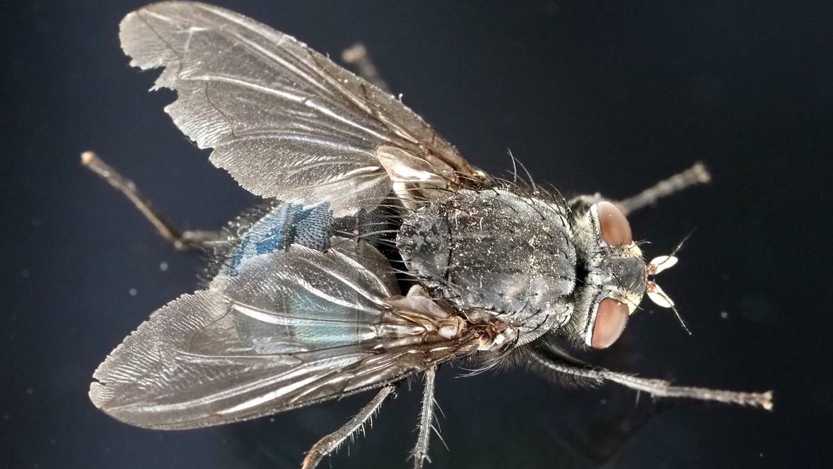 Fluelarver i matavfallet – slik blir du kvitt dem – NRK Nordland