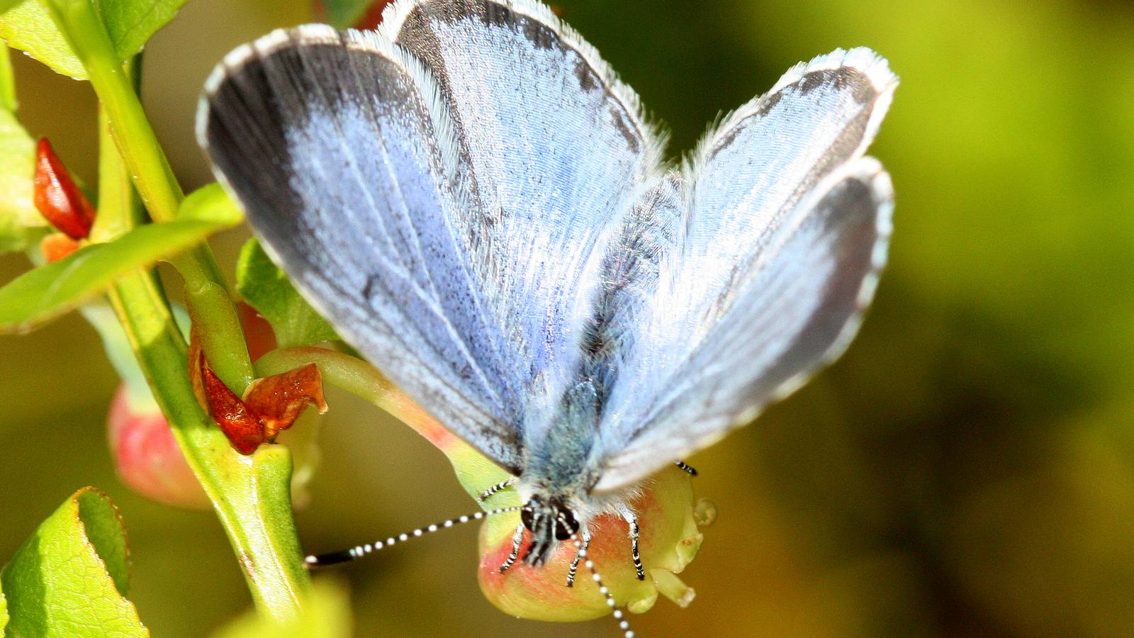Hvor mye kan du om insekter i Norge? – NRK Sápmi - samiske nyheter ...